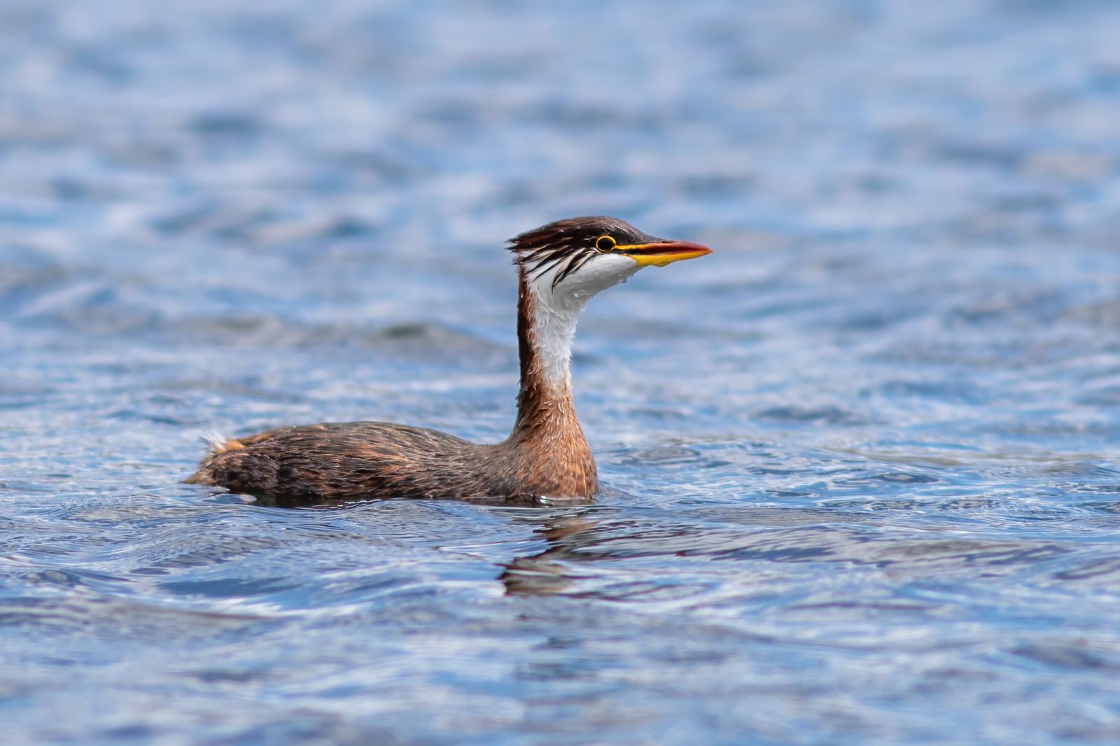 Coast to Cascades Bird Alliance - Protecting Birds & Other Wildlife in ...