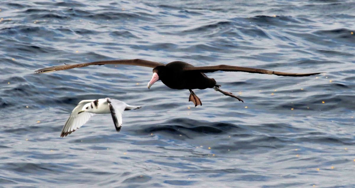 Coast to Cascades Bird Alliance - Protecting Birds & Other Wildlife in ...